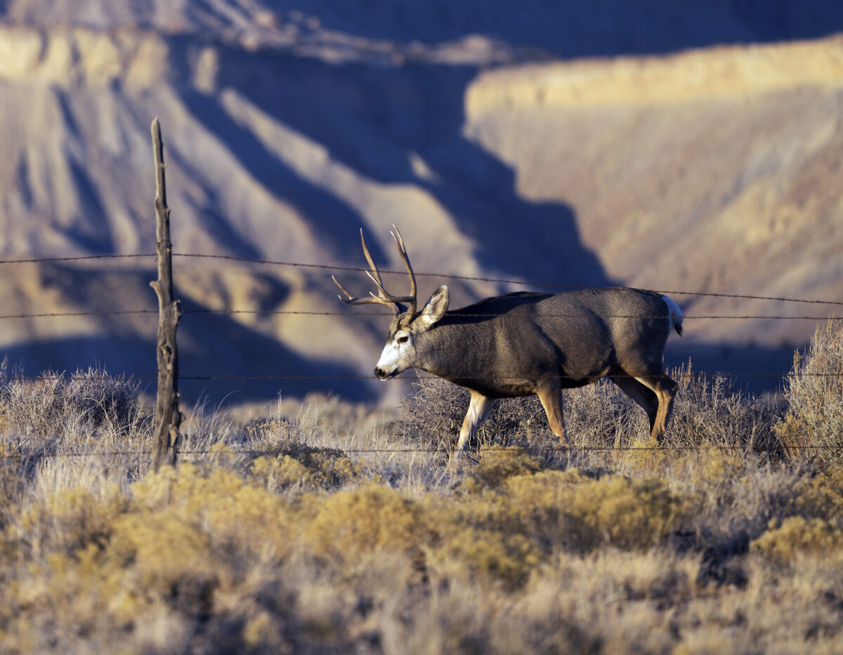 Want a say in Utah’s wildlife management? Apply to join a regional ...